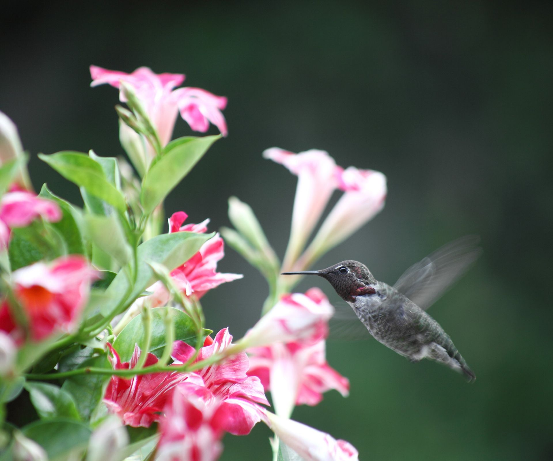 Why do hummingbirds fight and how to keep the peace in your yard ...