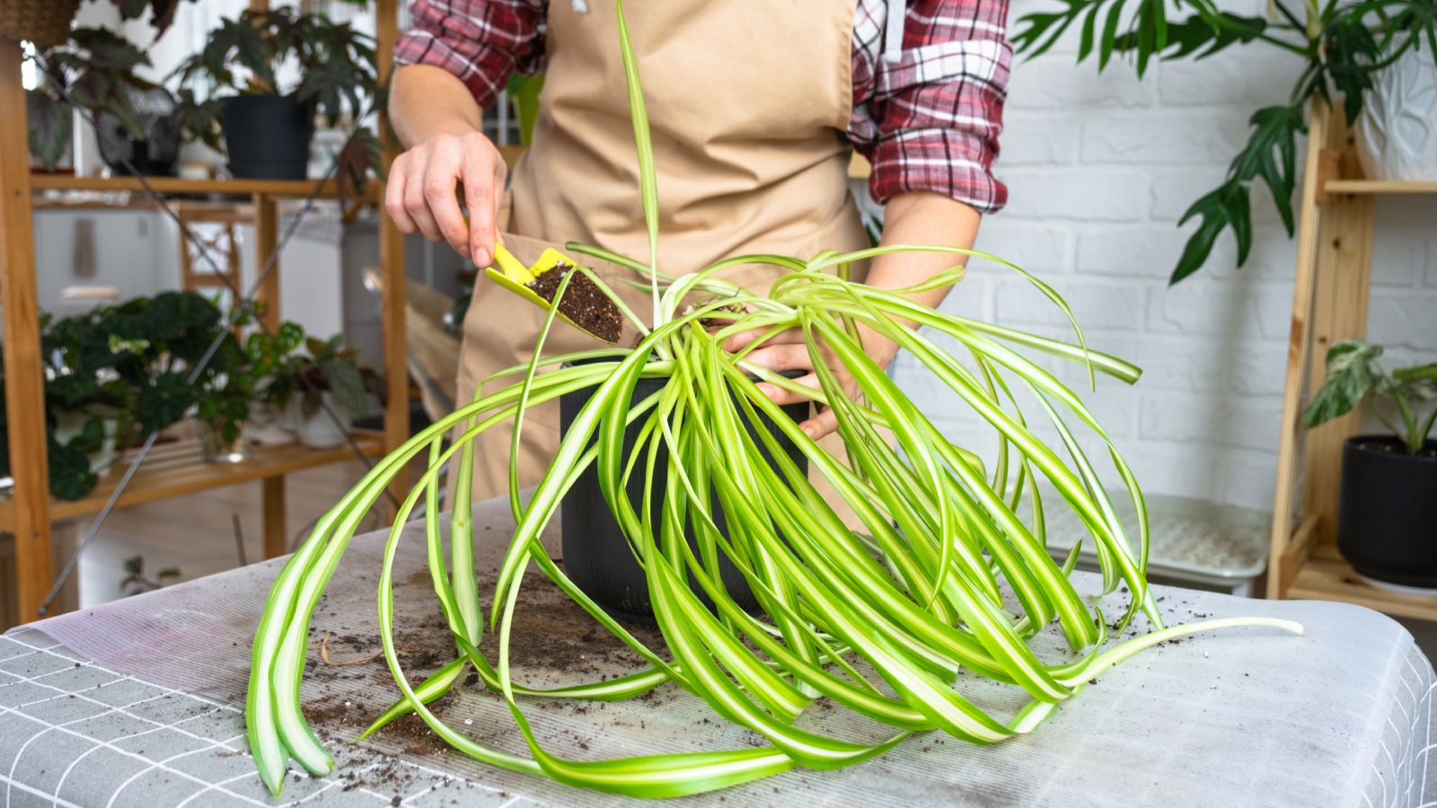 Best Spider Plant Soil: Complete Soil Guide And Expert Tips | Gardening ...