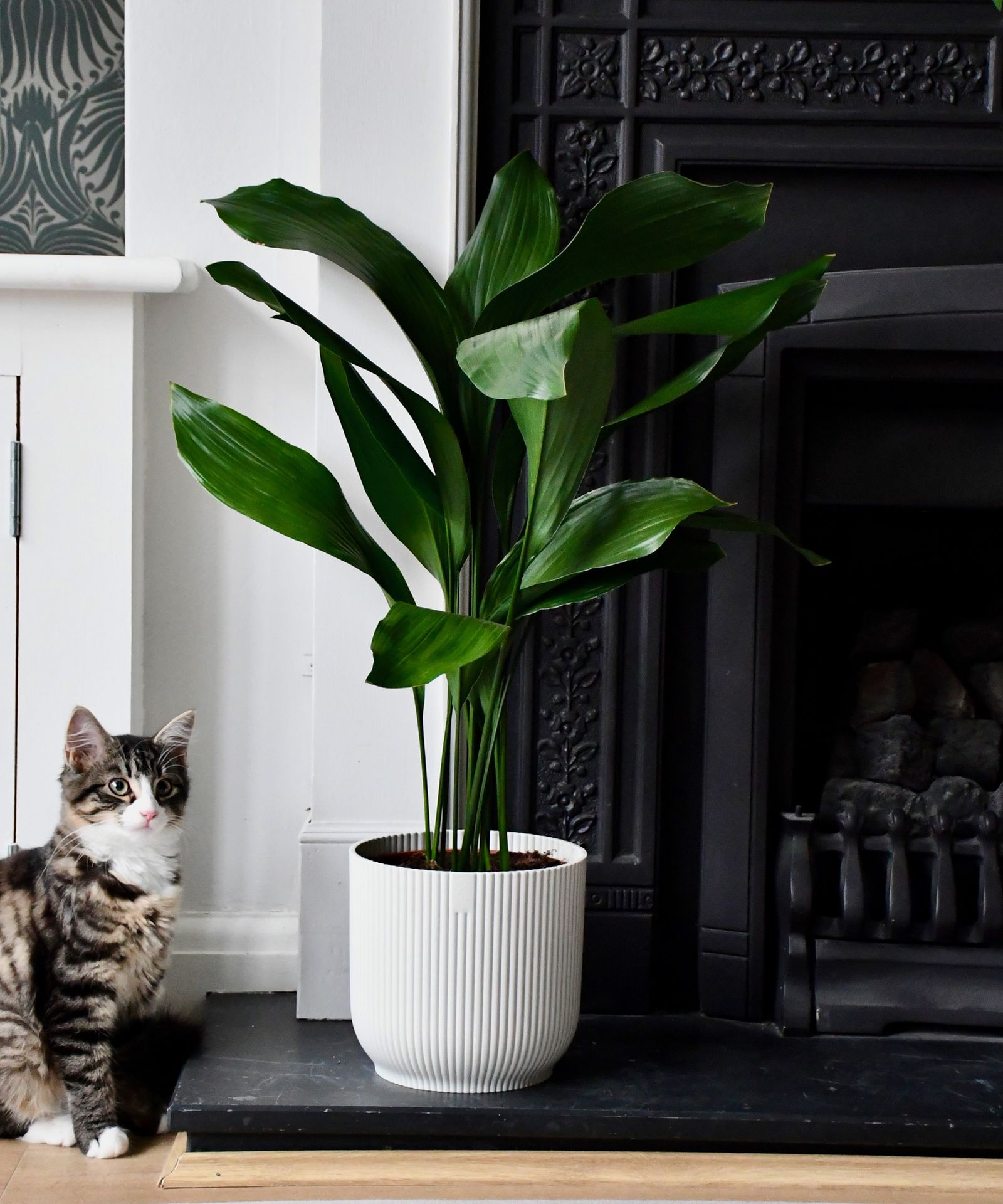 Aspidistra care and growing guide: our top expert tips | Gardeningetc