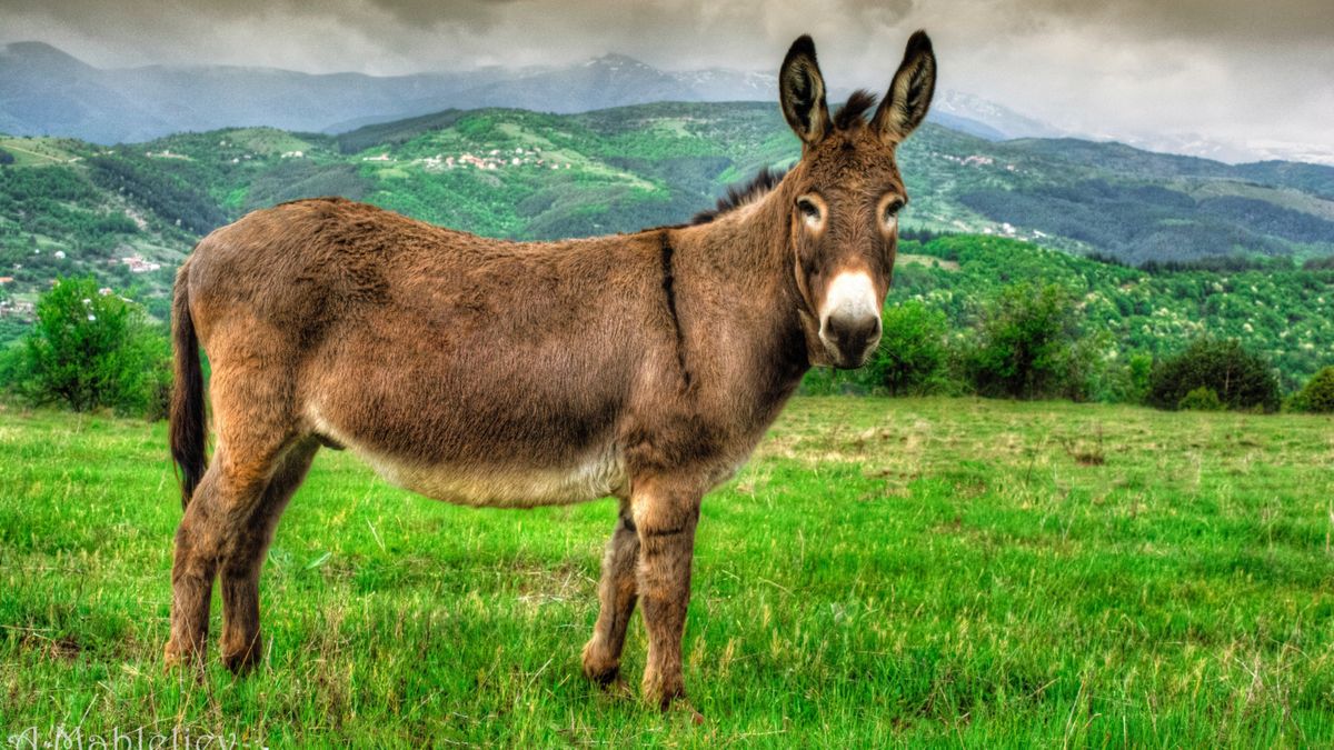 32 of the best emotional support animal breeds | PetsRadar