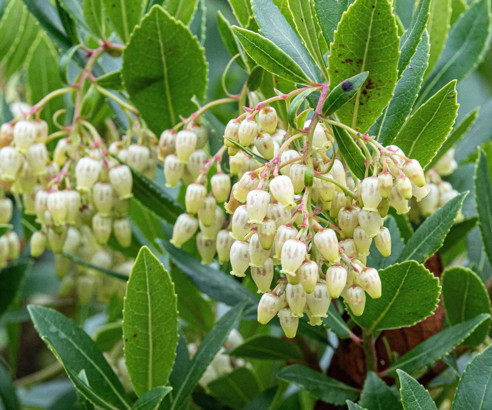 Trees that attract hummingbirds: 8 flowering choices | Homes and Gardens
