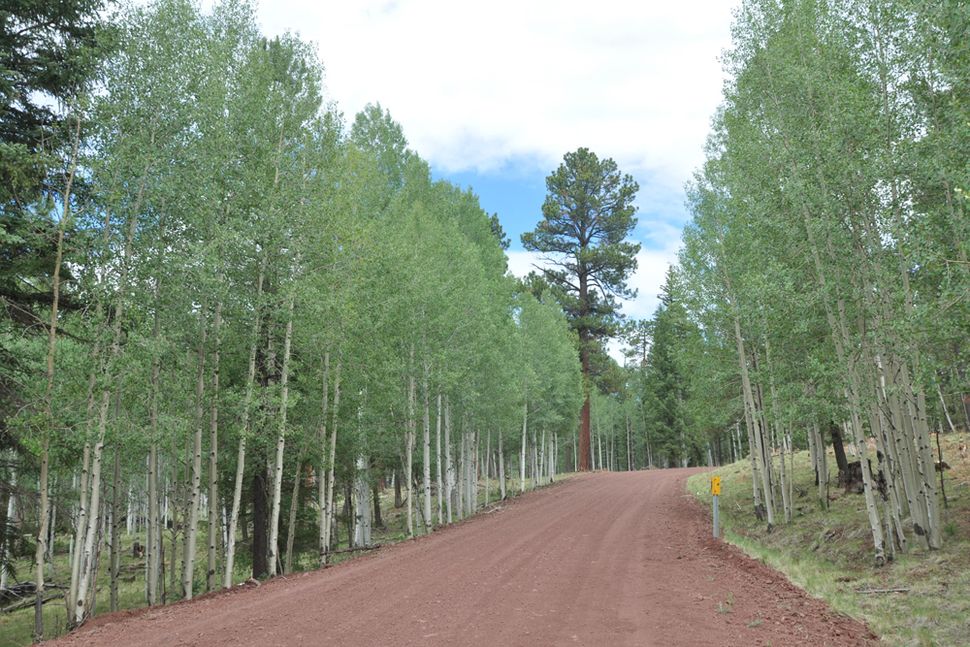 Quaking Aspen: Trees of the Mountain West | Live Science