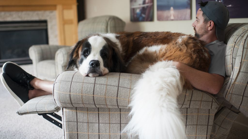 32 dog breeds that are all about taking it easy. | PetsRadar