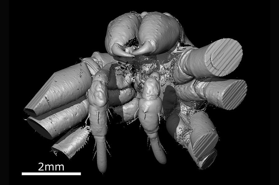 Face of 49-Million-Year-Old Spider Revealed in 3-D | Live Science