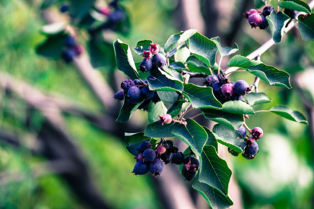 Saskatoon Bush Care: How To Grow Saskatoon Shrubs In The Garden ...