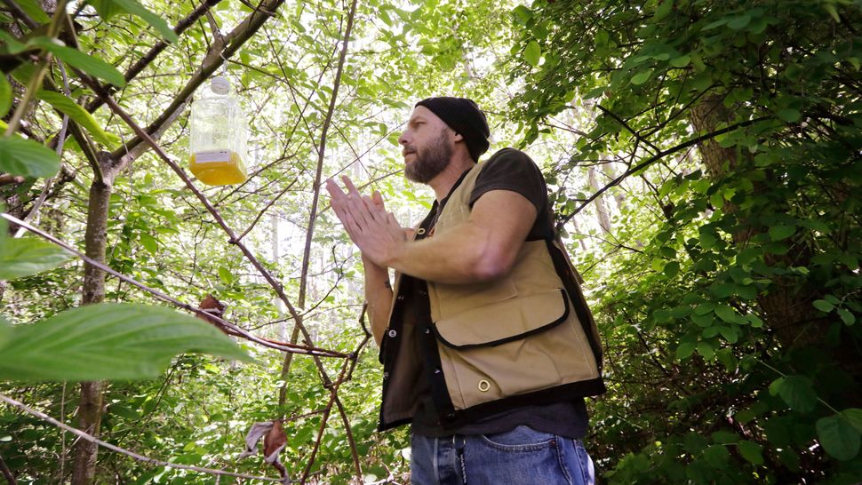 Photos: Murder hornets will haunt your nightmares | Live Science