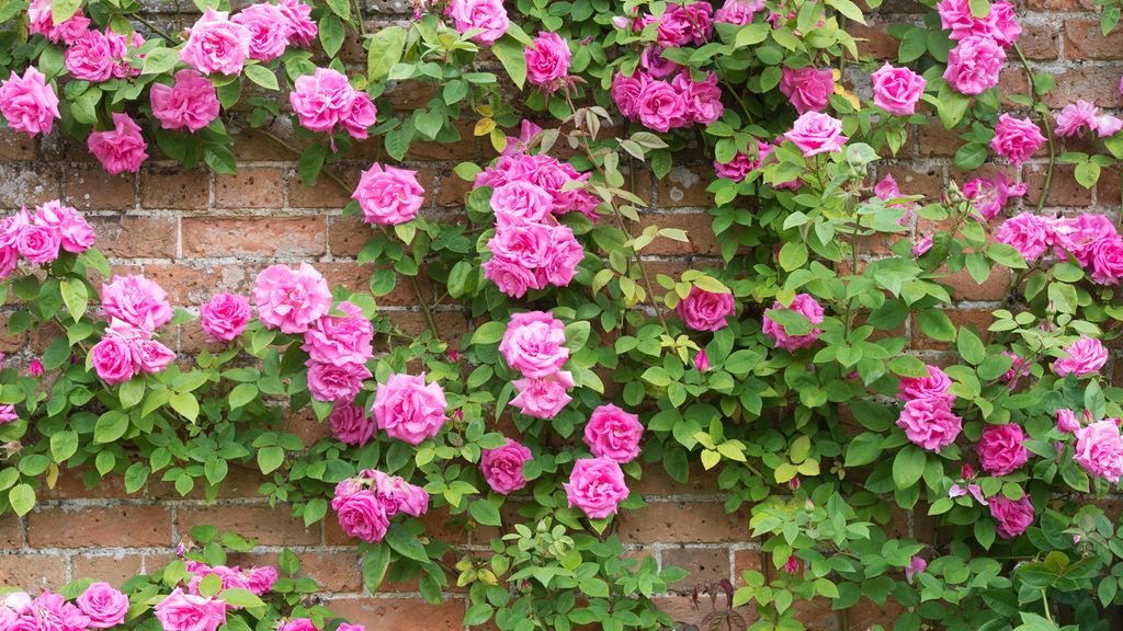 Best climbing roses: 12 types for height, scent and color