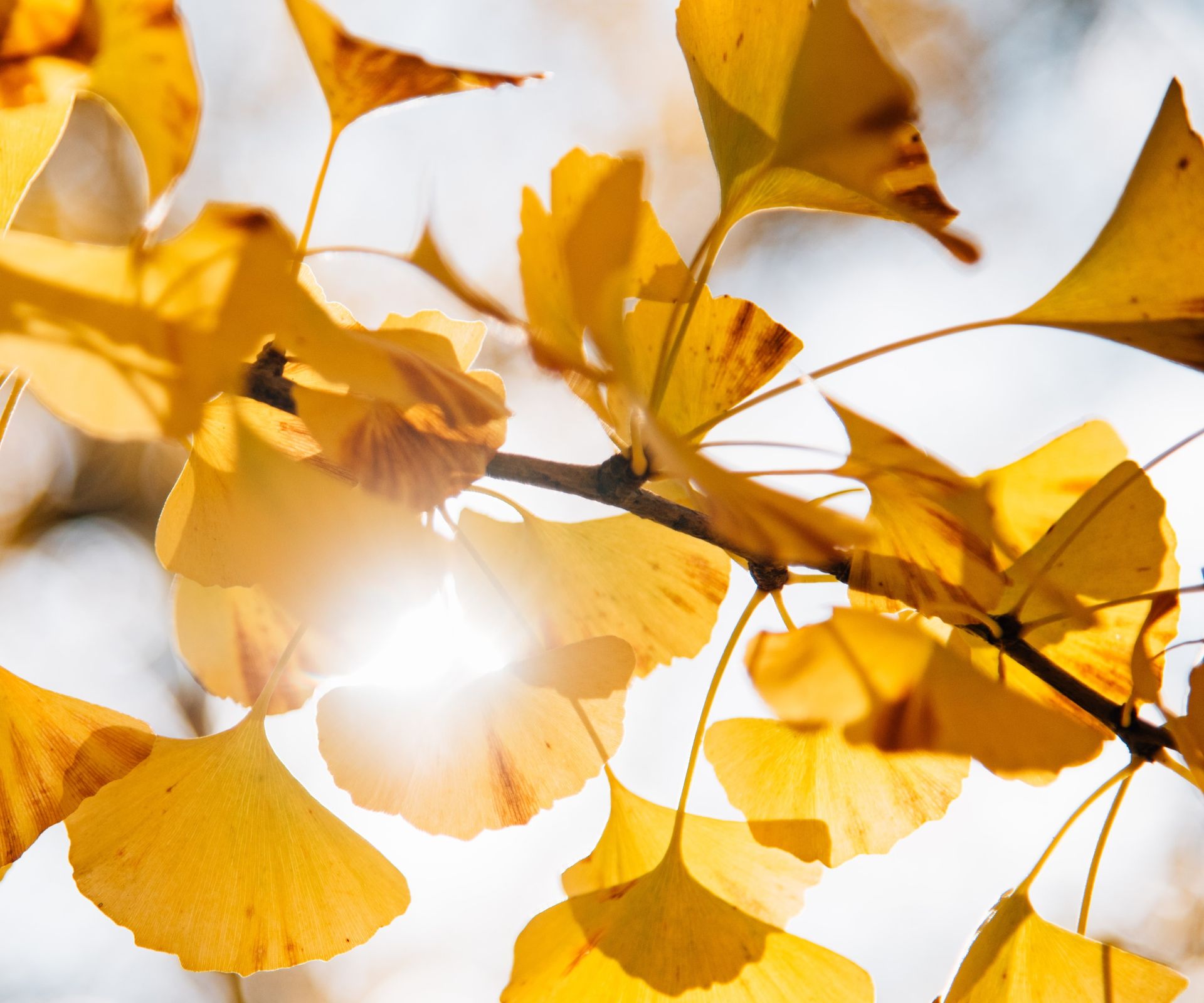 How to grow a ginkgo tree: expert advice from a gardener | Homes and ...