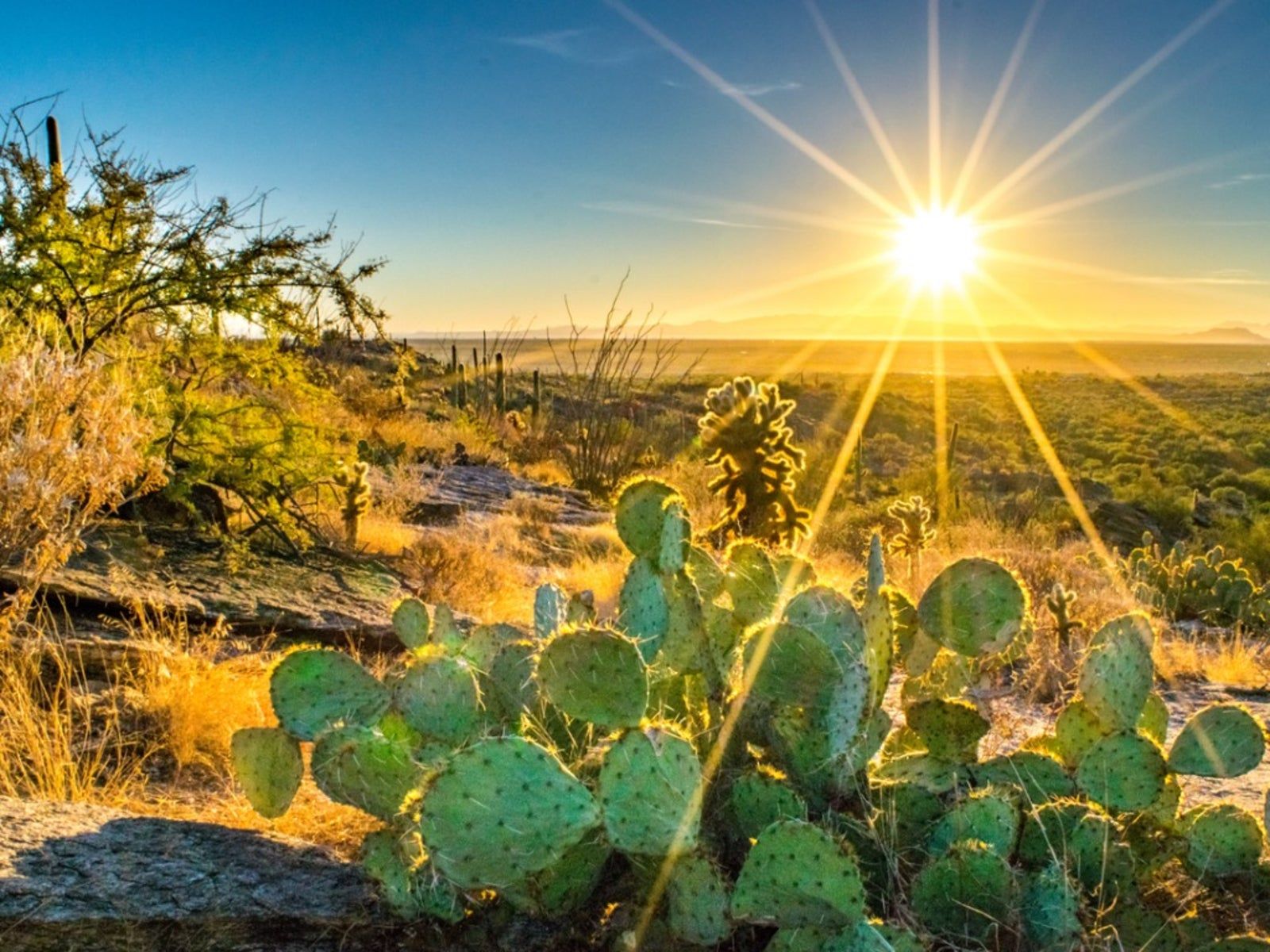 Caring For Sunburned Cactus - Information About Sunburn Of Cactus ...