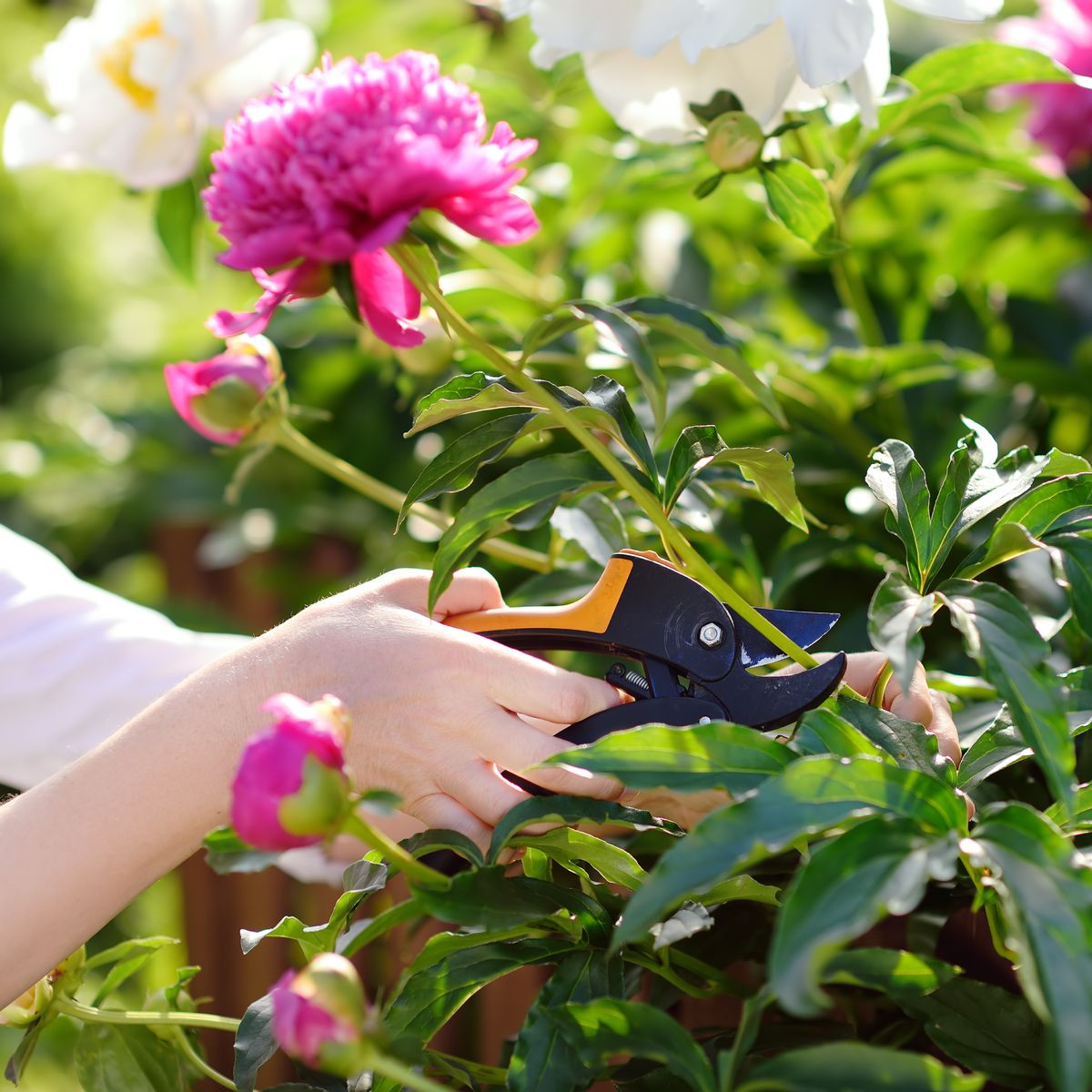 Pruning Peonies For Better Blooms & Healthier Plants | Gardening Know How