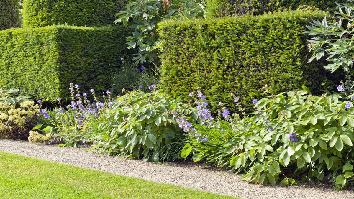 Garden Screening Ideas: 14 Solutions for Privacy and Shade | Homebuilding