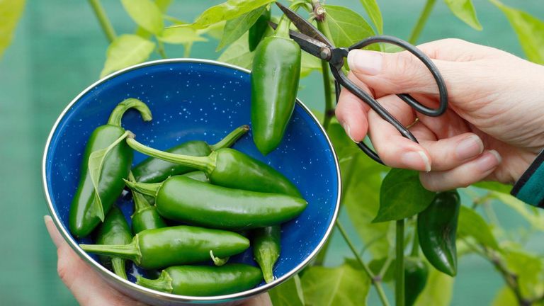 When to pick jalapeño peppers: for fantastic fiery flavors | Homes and ...