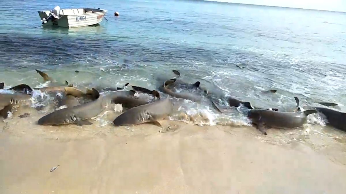 Why are these sharks doing the 'pipi' dance? | Live Science