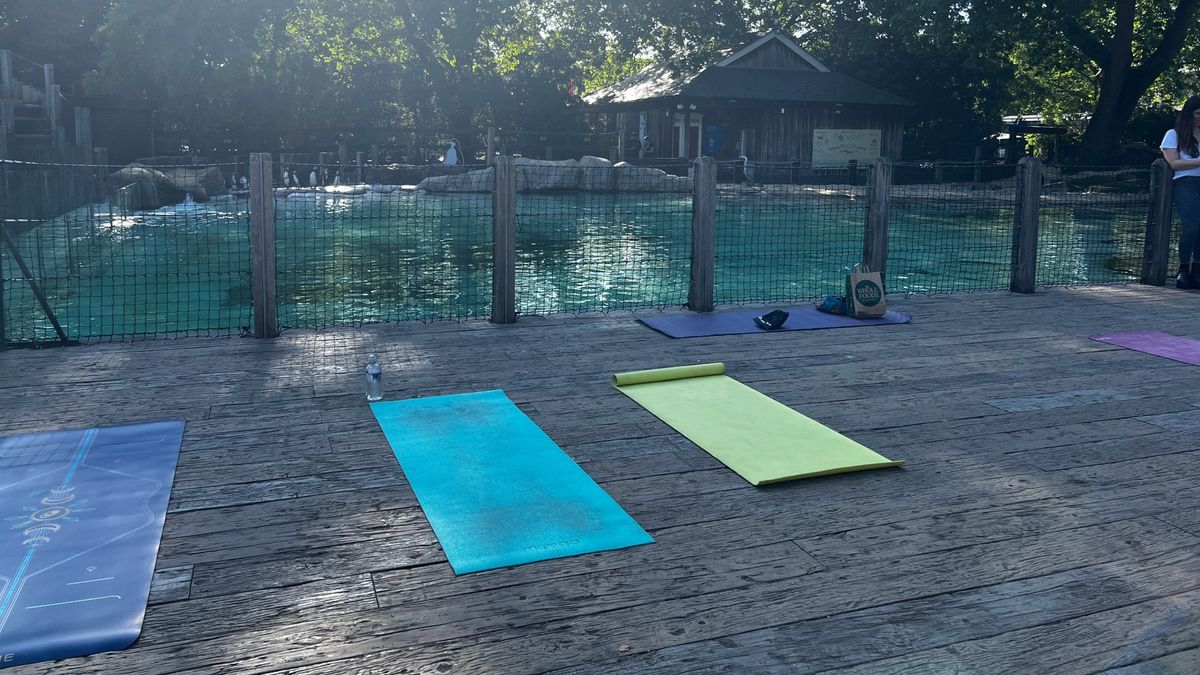 I just tried a 60-minute penguin yoga class— and the results surprised ...