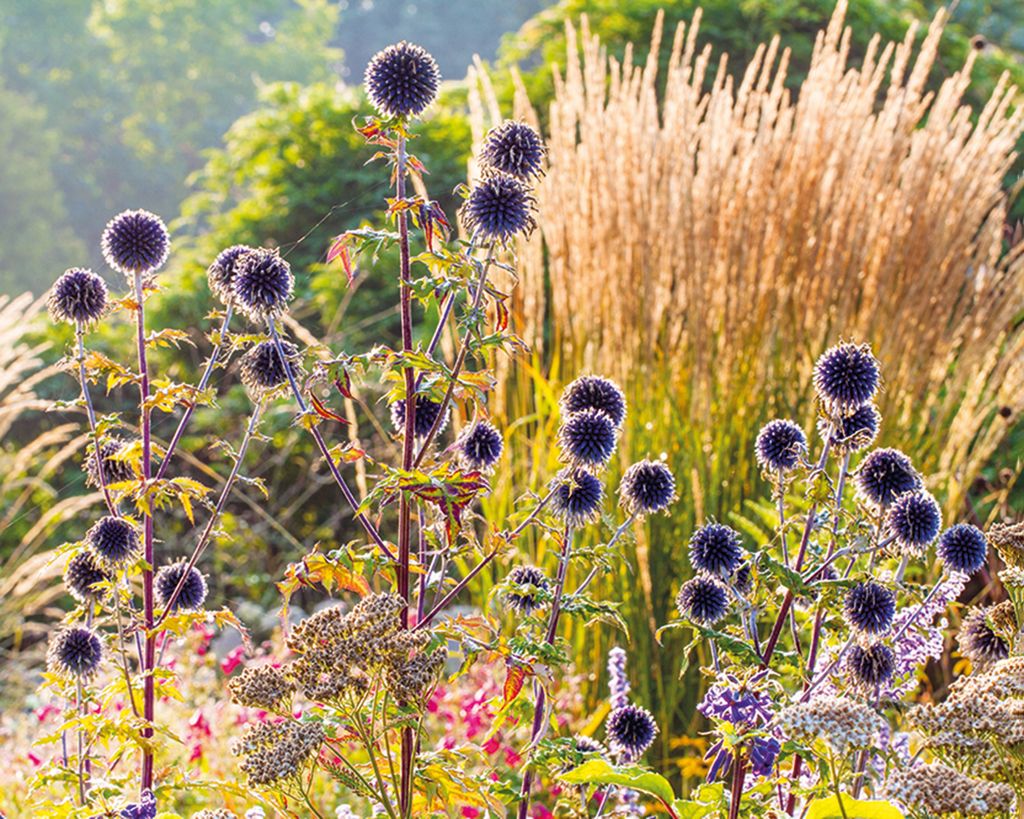 Types of ornamental grass: 16 varieties for borders and pots | Gardeningetc