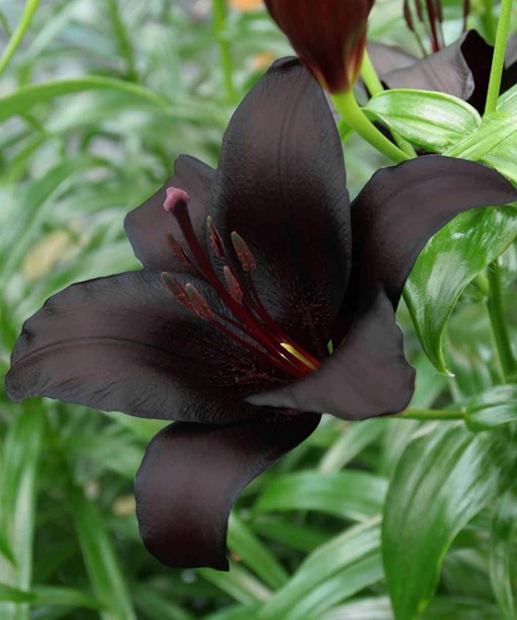Types of lilies: 16 gorgeous varieties to choose from | Gardeningetc