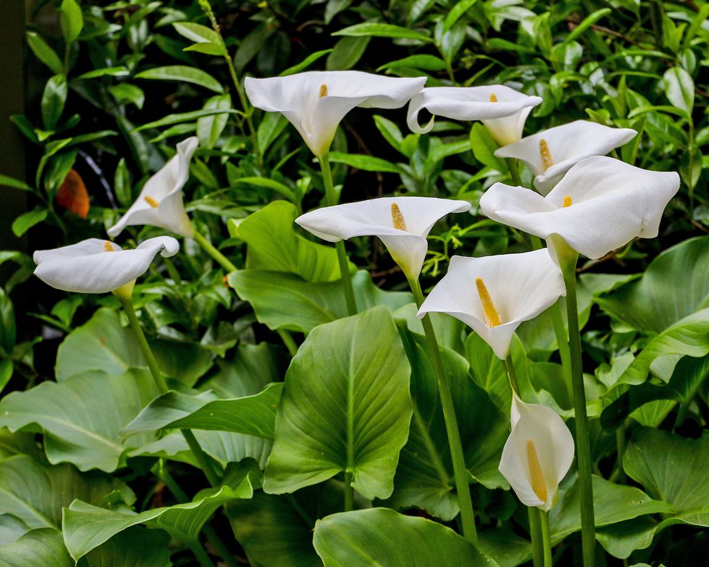 7 Summer-Blooming Bulbs To Plant In Spring For Maximum Color ...