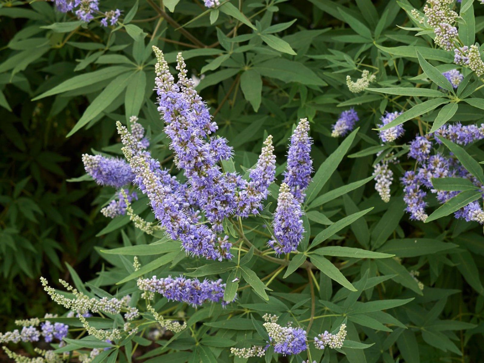 Vitex Chaste Trees - Information On Growing A Chaste Tree | Gardening ...