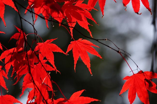 Image Gallery: A Rainbow of Fall Leaves | Live Science