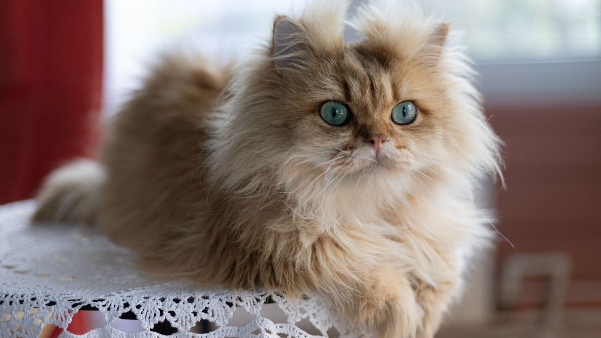 Top 10 most popular cat breeds revealed | PetsRadar