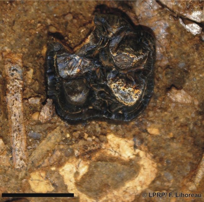 Images of an Ancient Hippo Ancestor | Live Science