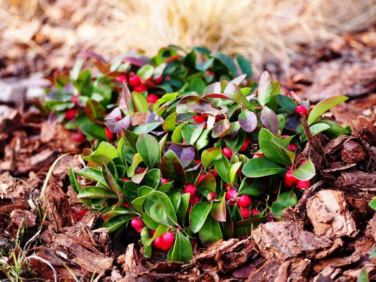 Growing Wintergreen Plants - Learn How To Care For Wintergreen In The ...