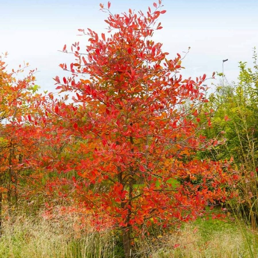 5 low-maintenance tree ideas for your front yard | Livingetc