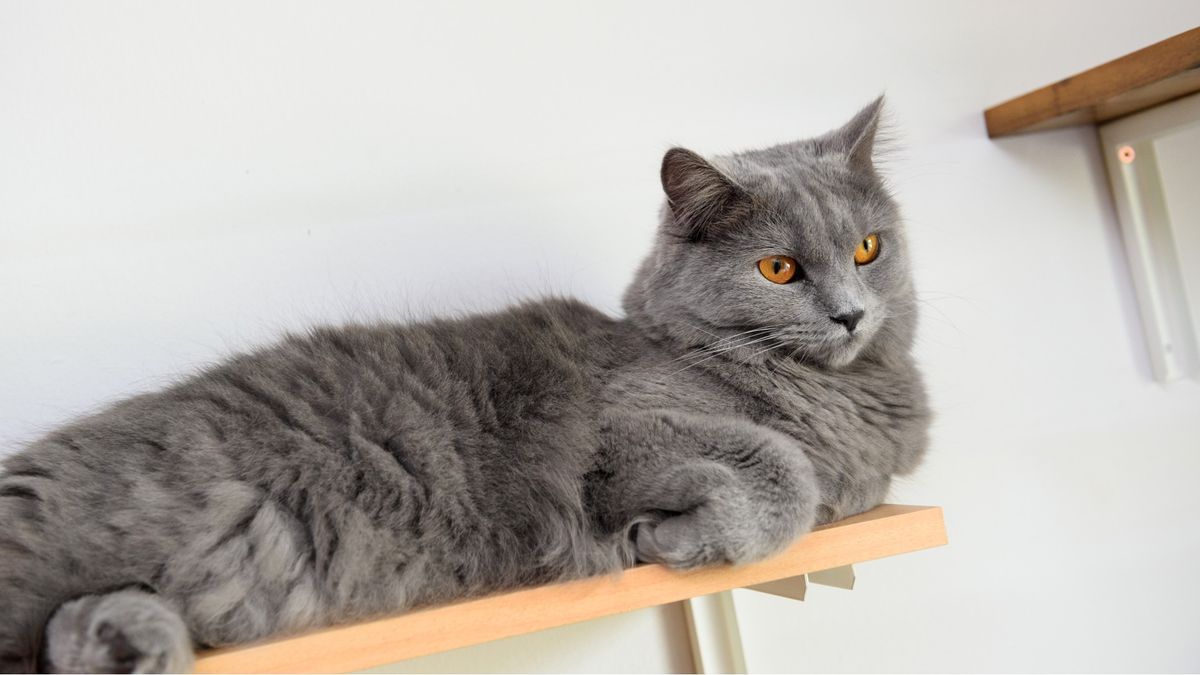 Why do cats like high places? | PetsRadar
