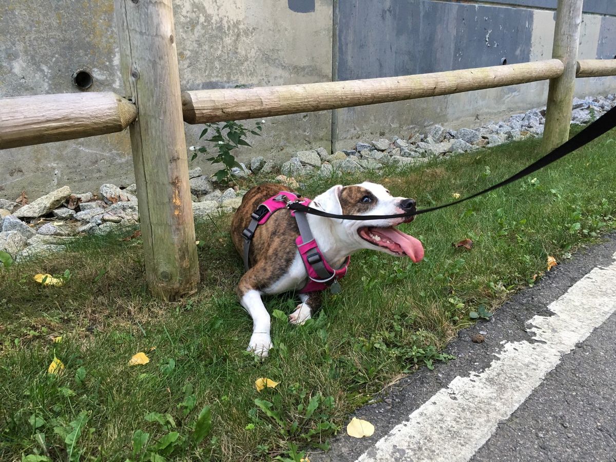 How to take great pictures of your pets with your iPhone | iMore