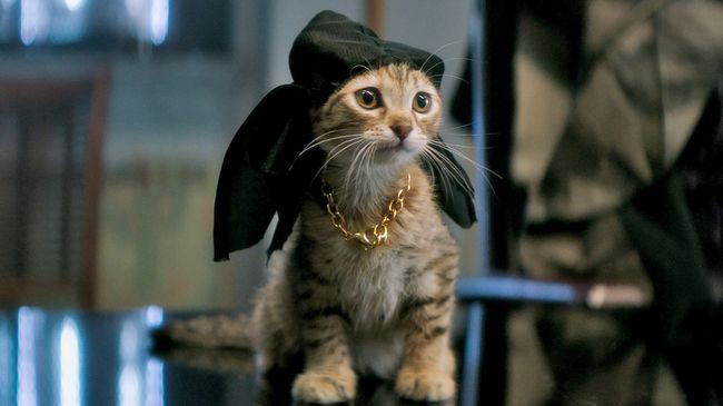 32 Amazing Cats In Hollywood History | Cinemablend