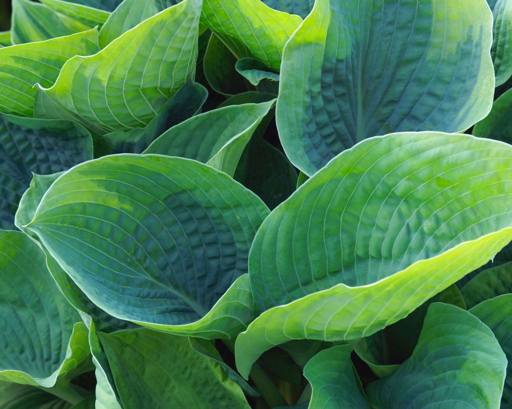 Hostas care and growing guide: tips for these foliage plants | Gardeningetc