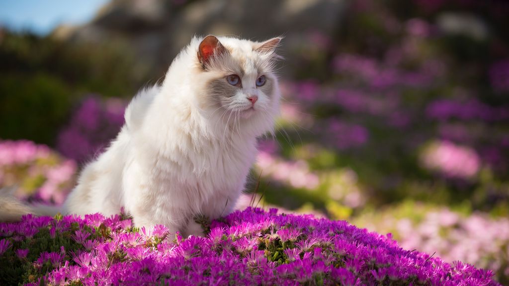 32 quietest cat breeds | PetsRadar