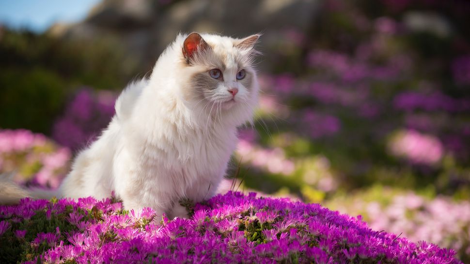 32 quietest cat breeds | PetsRadar