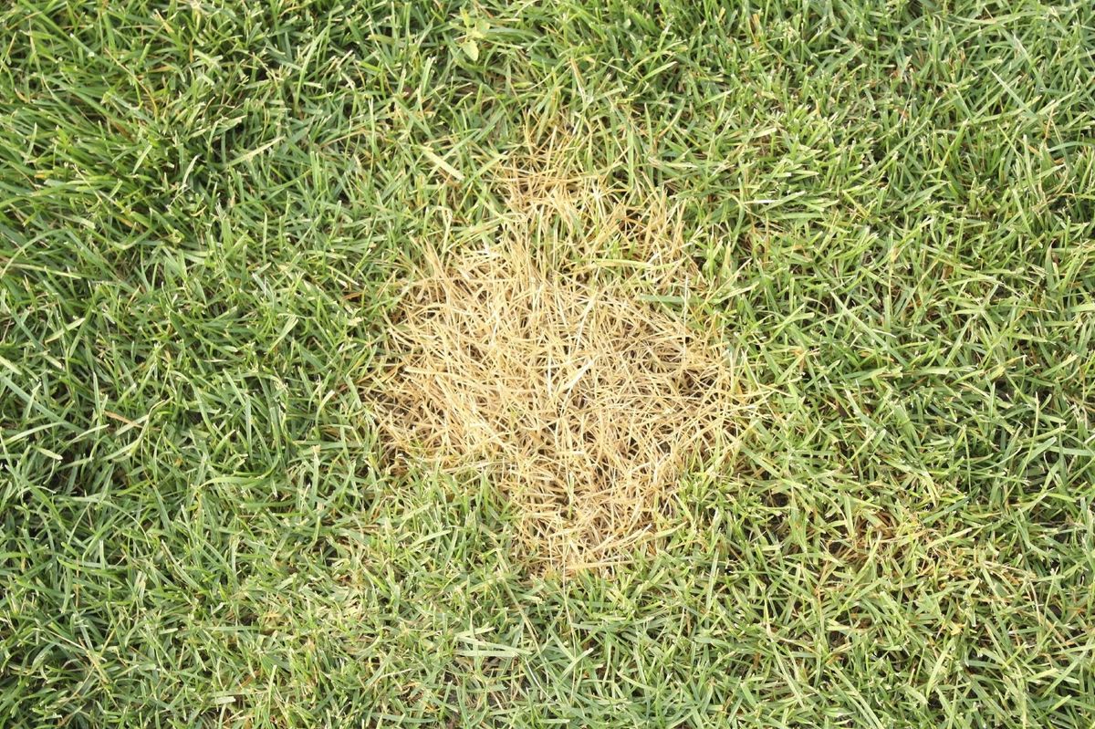 Common Grass Diseases - Tips For Controlling Lawn Problems | Gardening ...