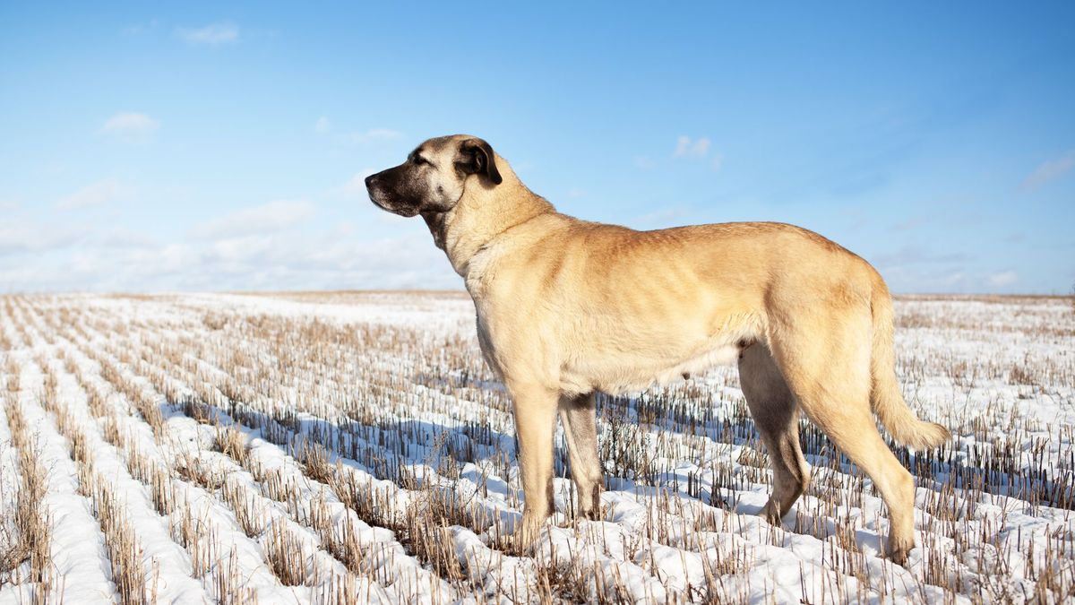 Best dog breeds for cold weather – and what you must consider | PetsRadar