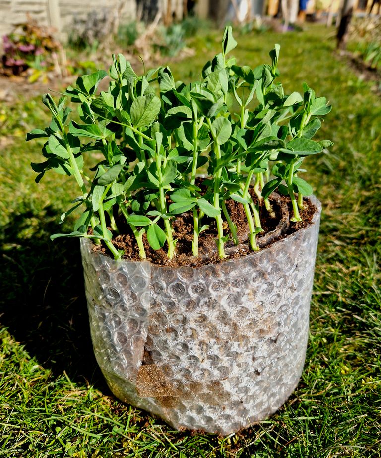 DIY Seed Snails to Start More Plants in Less Space | Gardening Know How