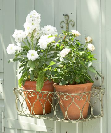 How to clean flower pots: 6 simple steps to follow | Homes and Gardens