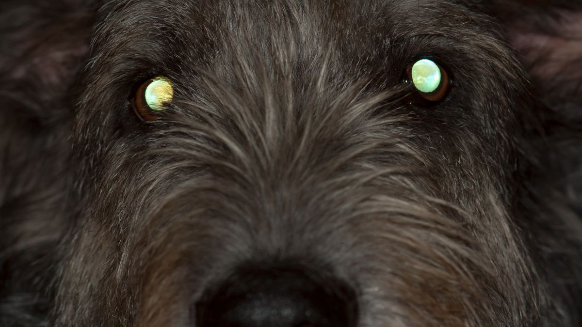 Dog vision: What colors can dogs see? | Live Science
