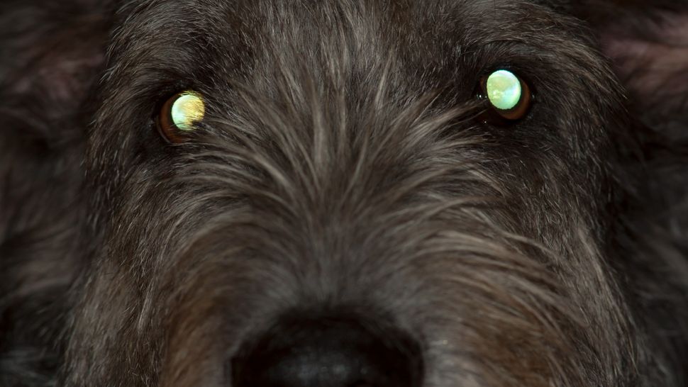 Dog vision: What colors can dogs see? | Live Science