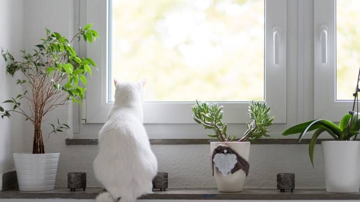 How to cool down a cat in hot weather - try these 19 cat cooling tips ...