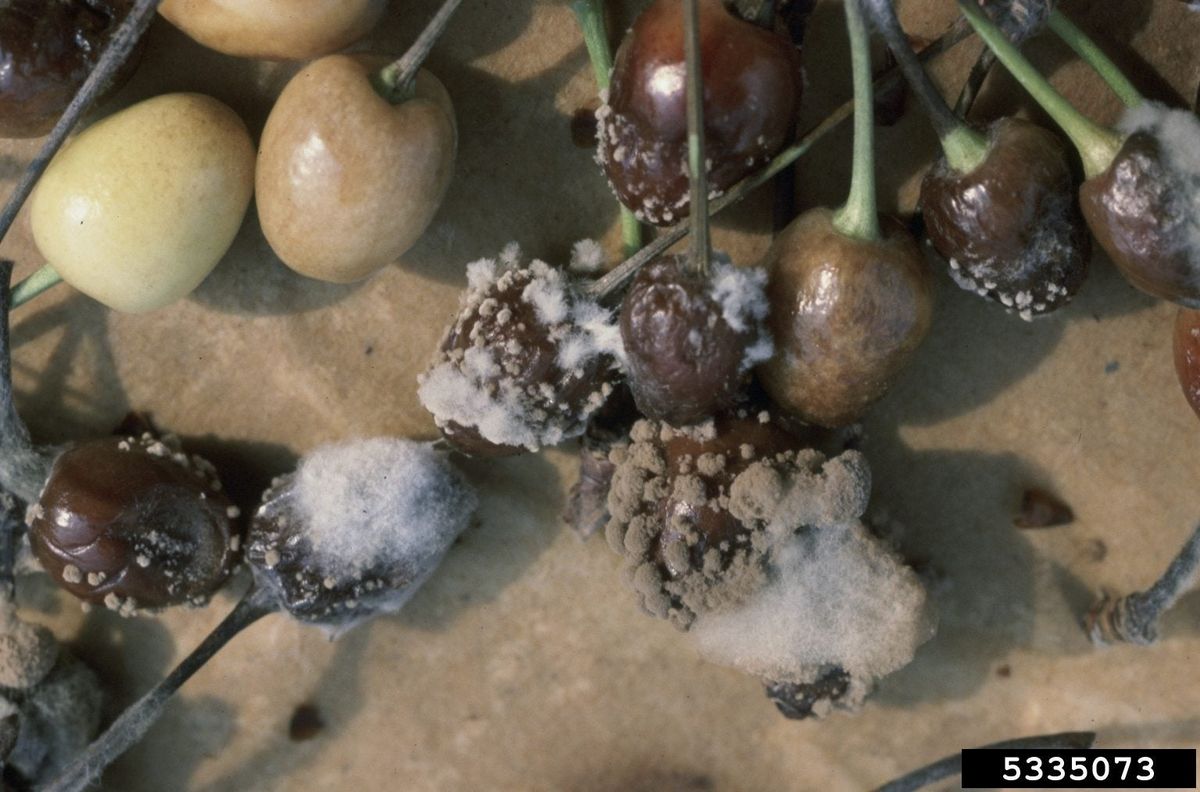 Cherry Brown Rot Treatment - Learn About Brown Rot In Cherry Trees ...