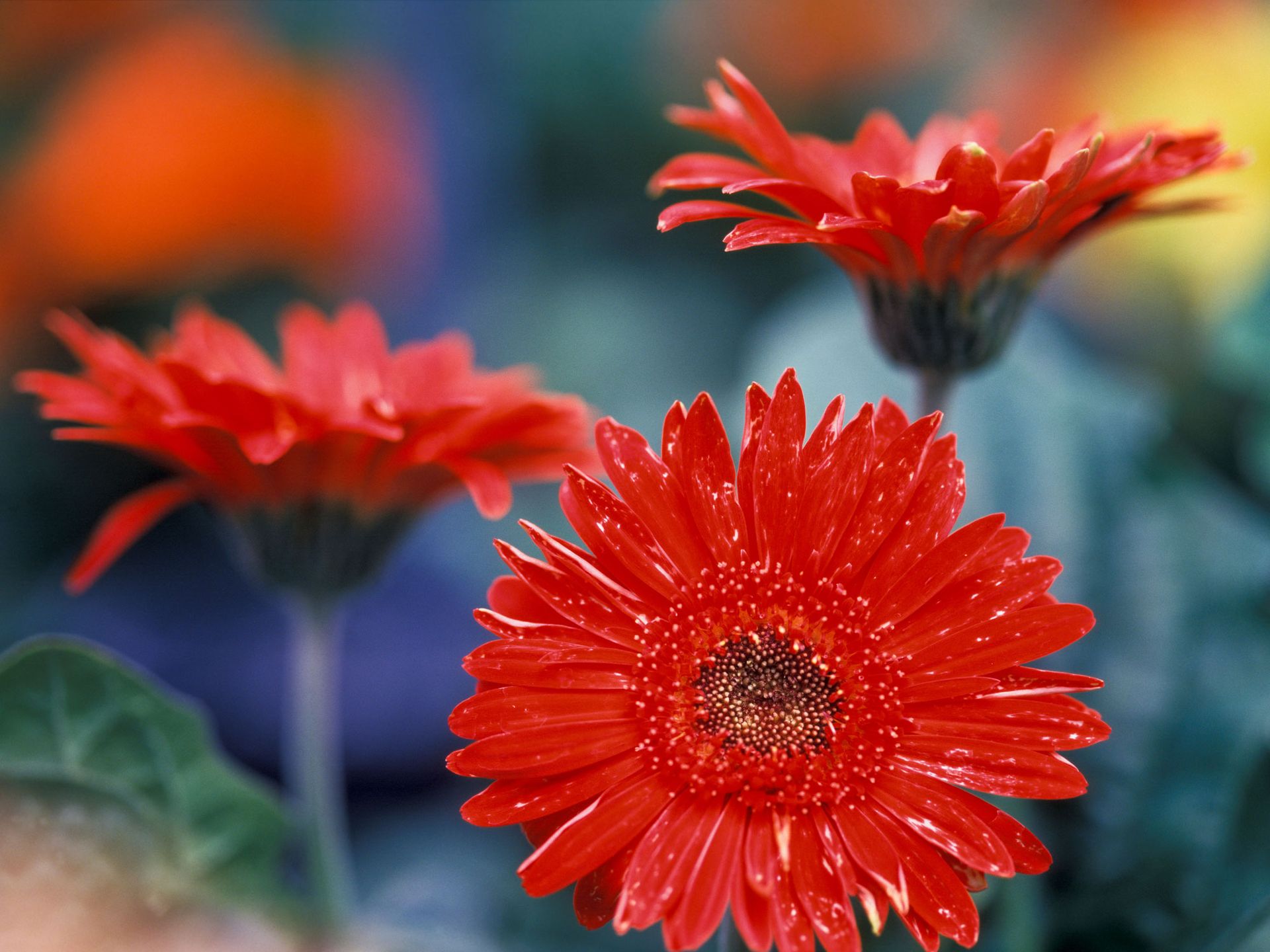 What can you grow in a hydroponic garden? | Livingetc