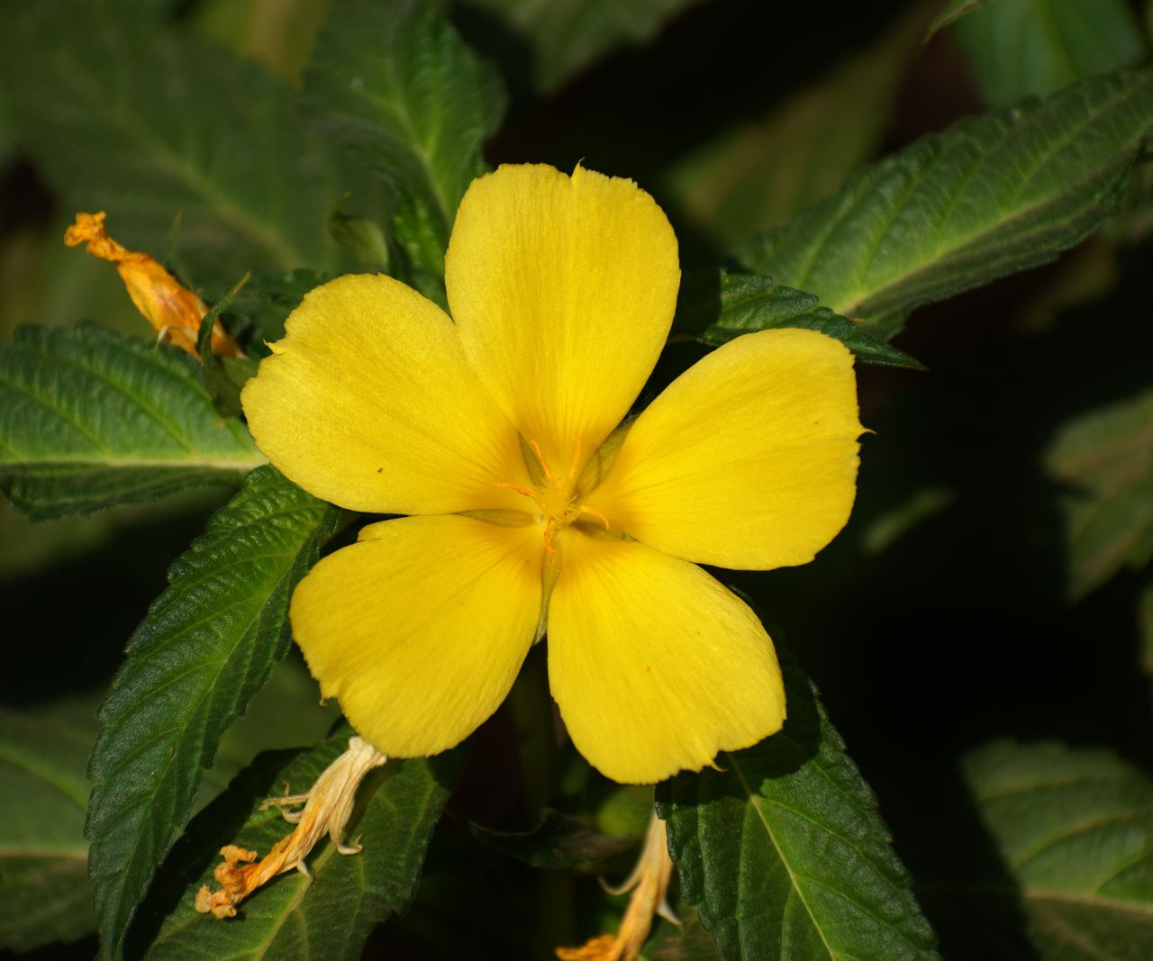 Best snake-repellent plants: 15 plants to keep snakes away | Homes and ...