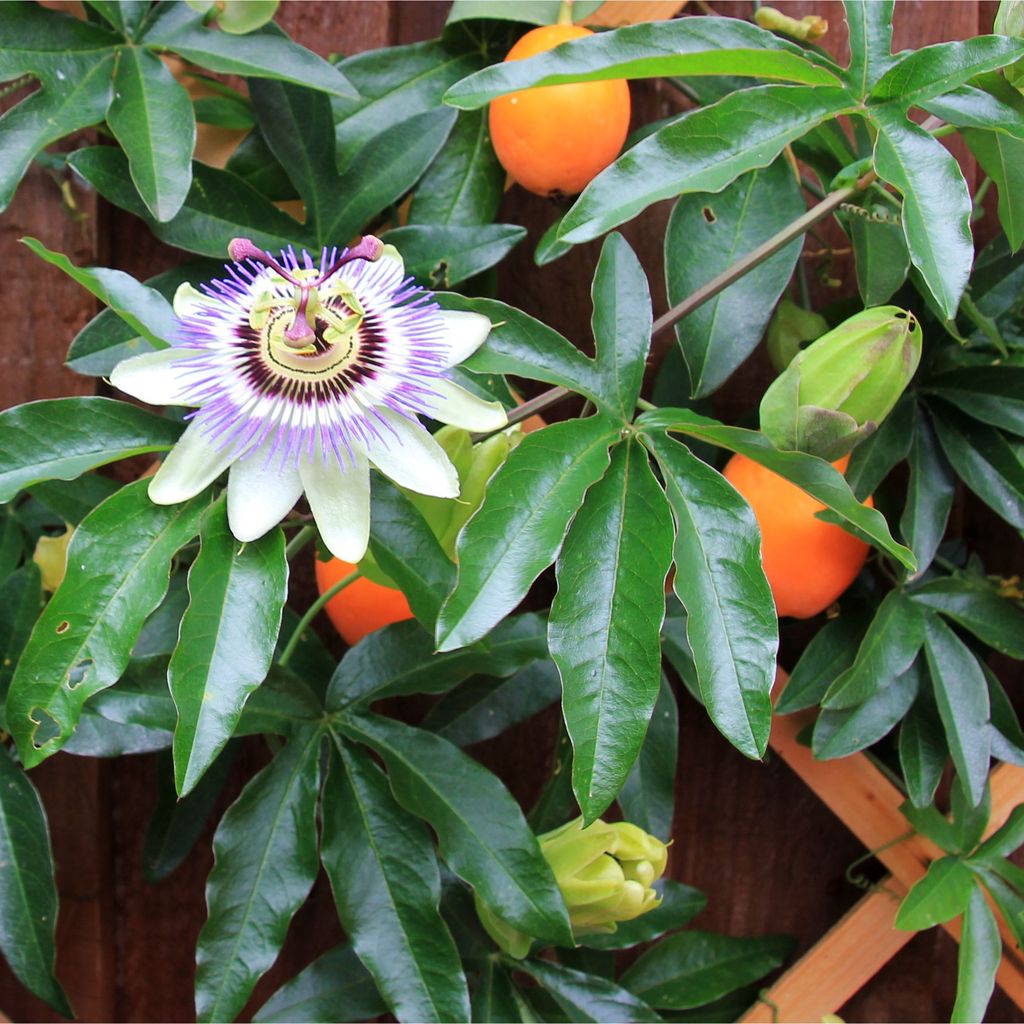 10 of the best plants for a Mediterranean garden | Ideal Home