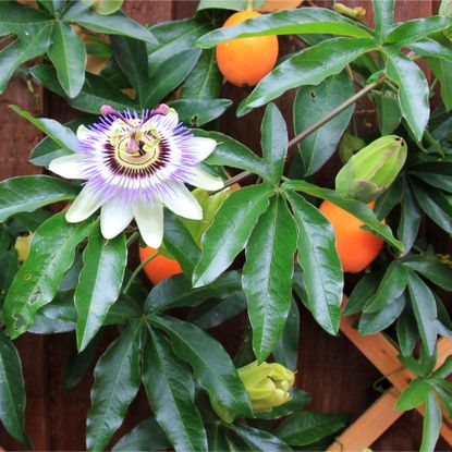 10 of the best plants for a Mediterranean garden | Ideal Home