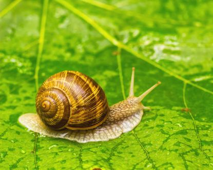 How to get rid of snails: 6 natural ways | Gardeningetc