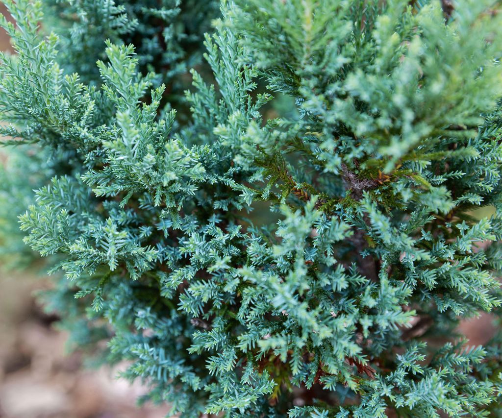 Try These Real Mini Christmas Tree Types For Festive Joy | Gardening ...
