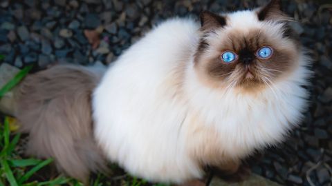 32 low energy cat breeds for owners who just want to chill | PetsRadar