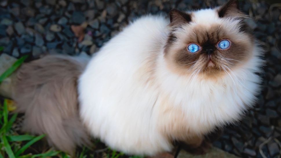 32 low energy cat breeds for owners who just want to chill | PetsRadar