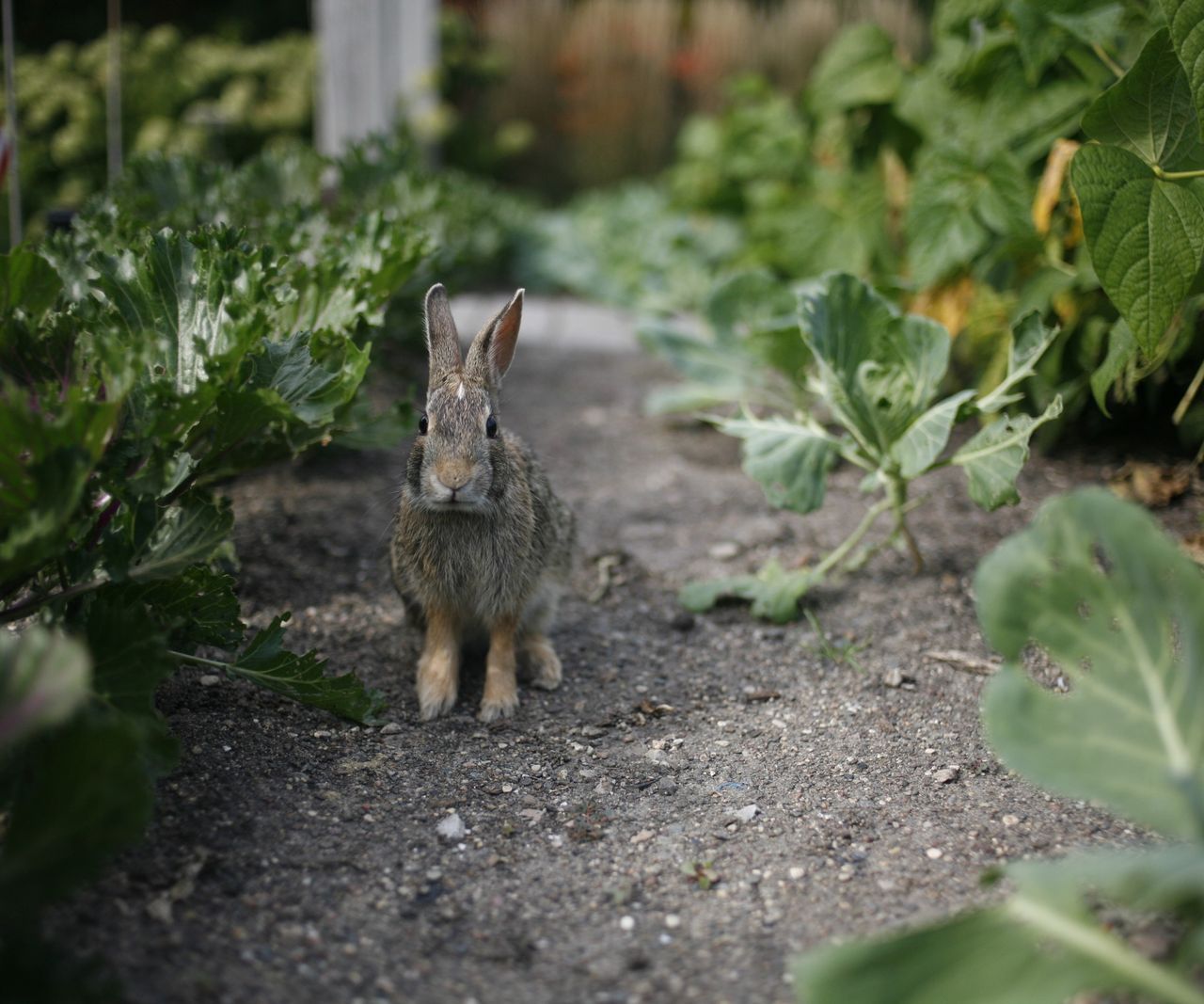 How to protect a lawn from rabbits: tips to repel the pests | Homes and ...